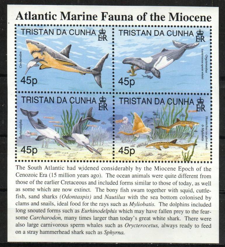 Marine Life of the Miocene - Mesa Stamps